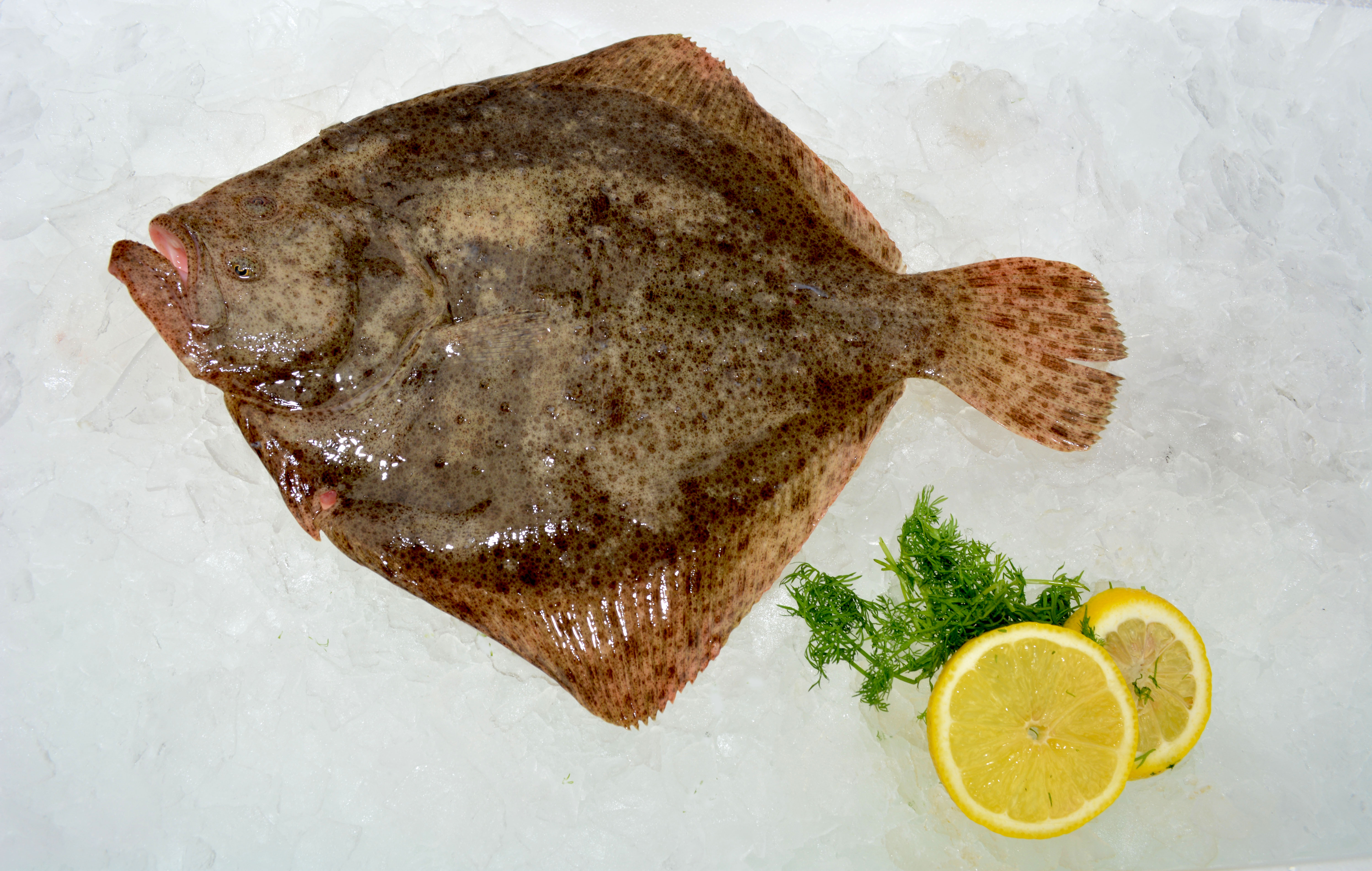 Sortiment - Fladfisk - Venmark Fisk